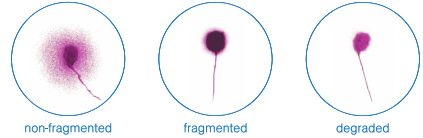 Halosperm – PT. Goldenlab International